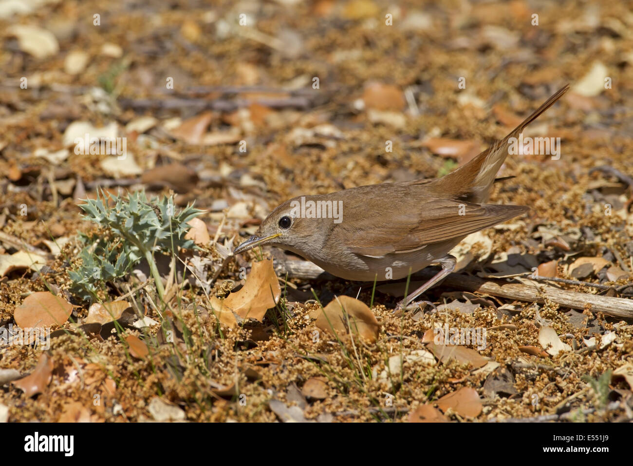 Common Nightingale (Luscinia megarhynchos) adult, feeding on ground in ...