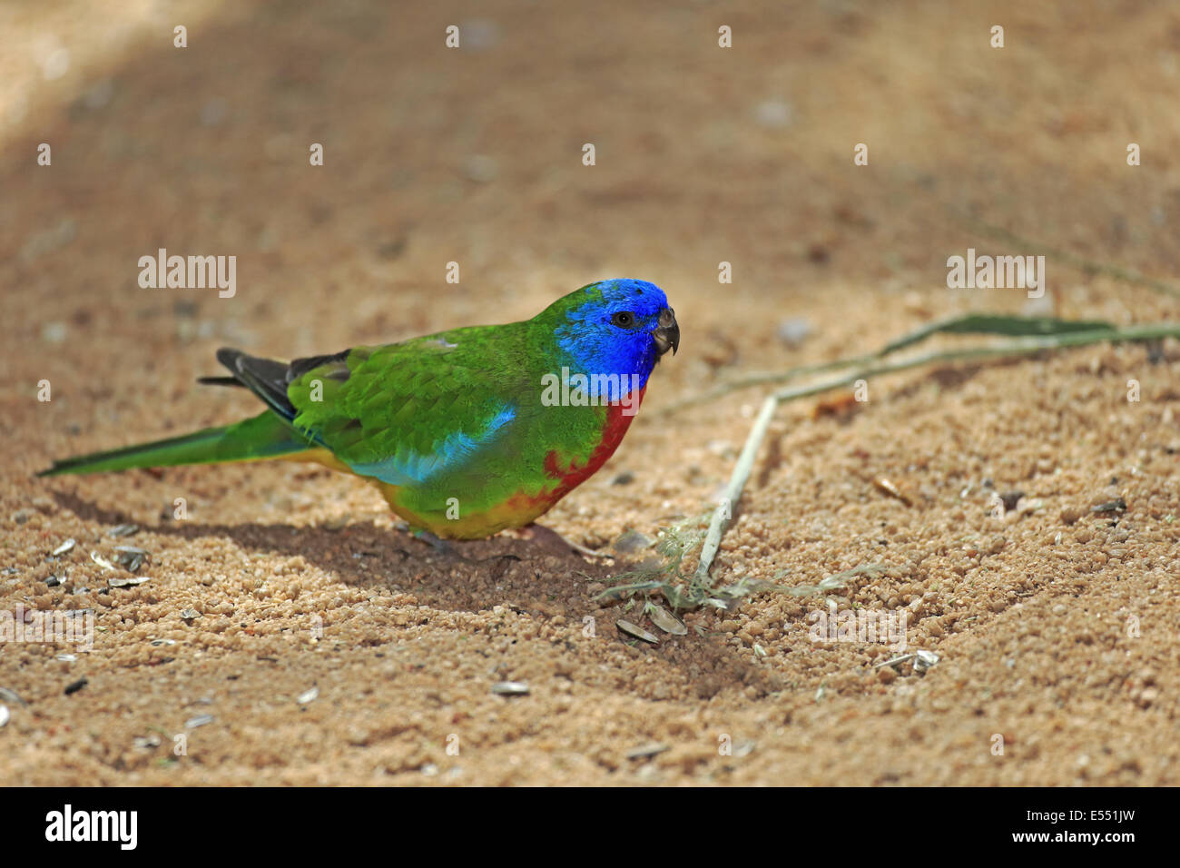 Scarlet-chested Parrot (Neophema splendida) adult male, foraging on ...
