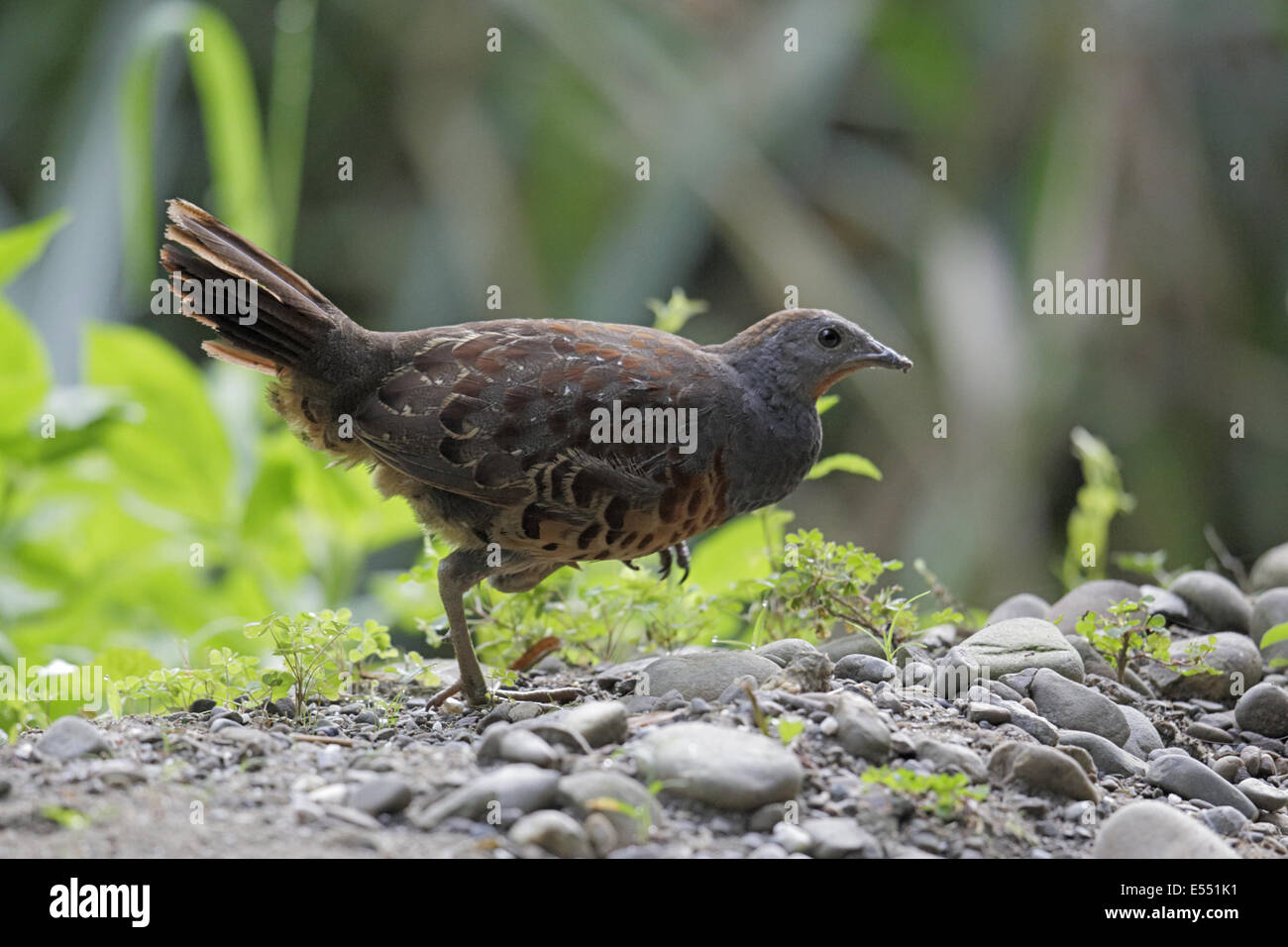 Formosan bamboo partridge hi-res stock photography and images - Alamy
