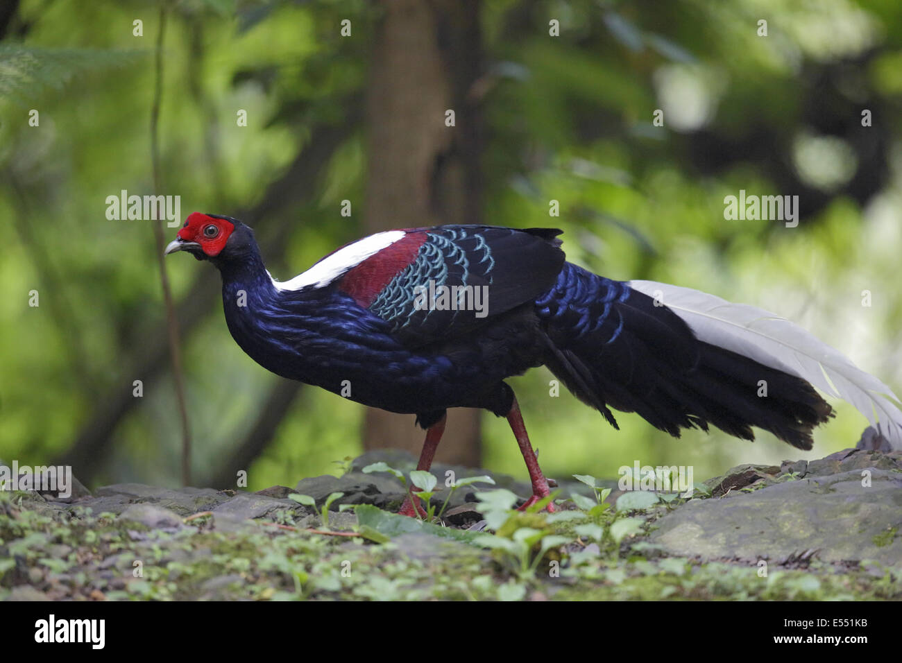 Swinhoe's Pheasant (Lophura swinhoii) adult male, walking on forest ...