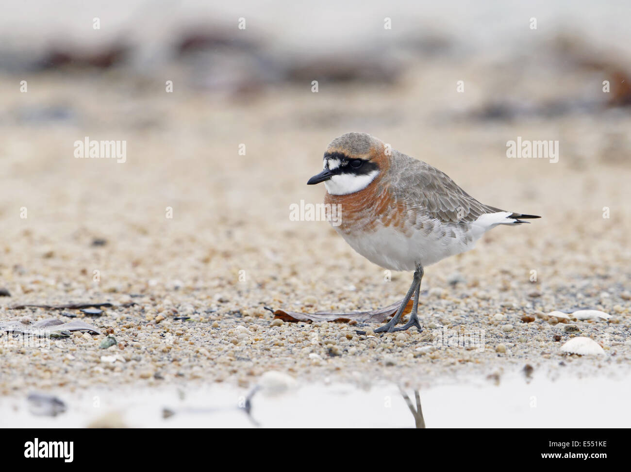 Lesser oriental plover hi-res stock photography and images - Alamy