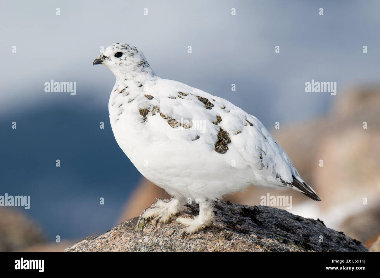 Rock Ptarmigan (Lagopus mutus) adult female, winter plumage, standing ...