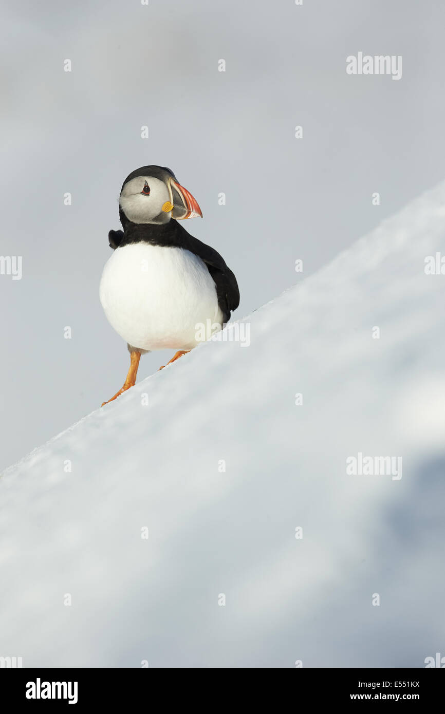 Atlantic puffin winter plumage hi-res stock photography and images - Alamy