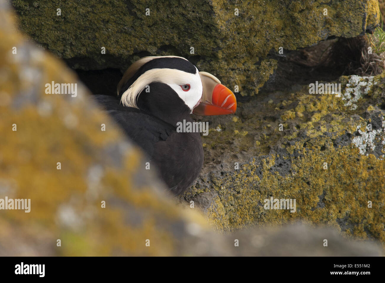 Tufted puffins paul hi-res stock photography and images - Alamy