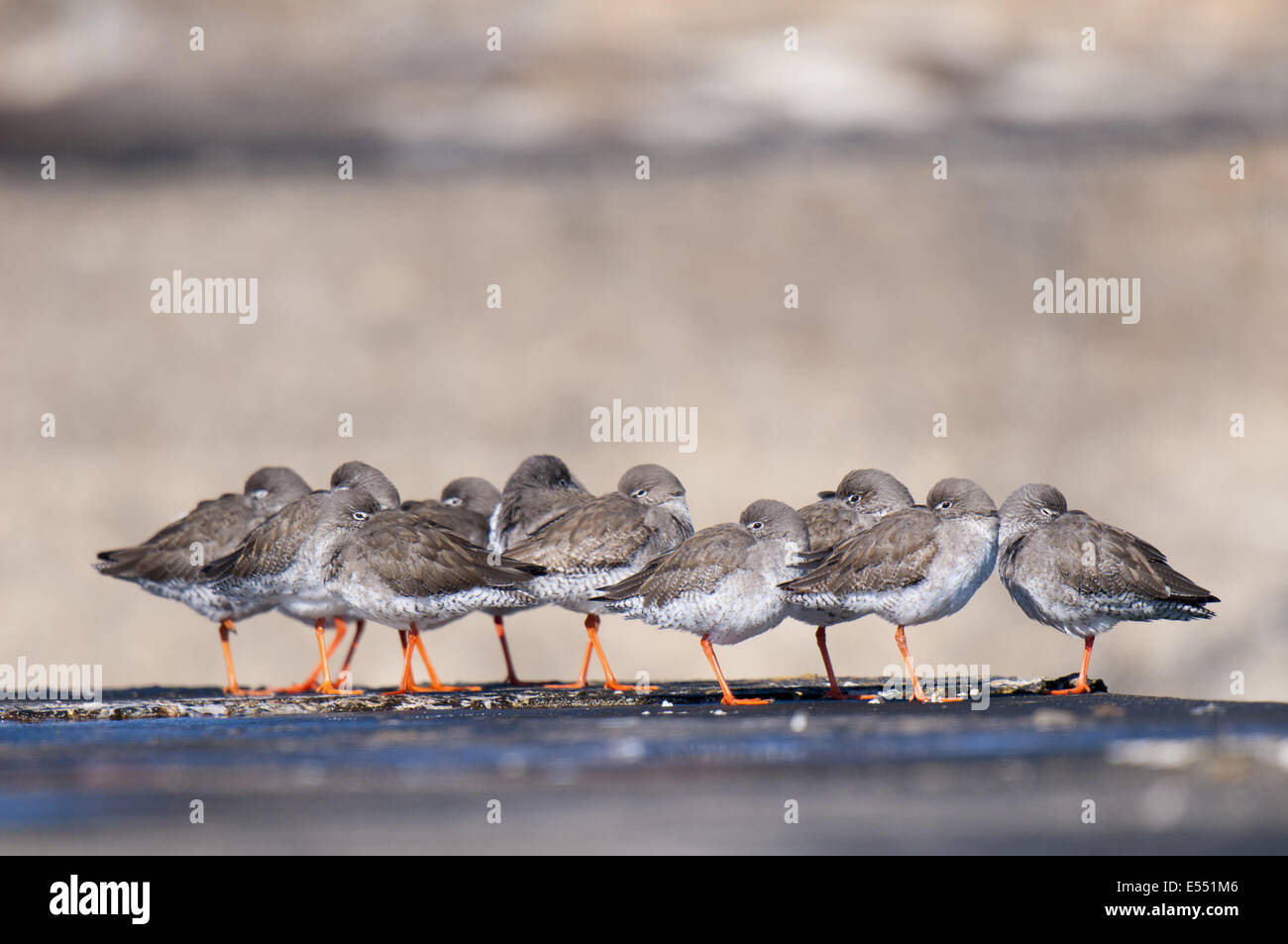 Common Redshank (Tringa totanus) adults, non-breeding plumage, flock ...