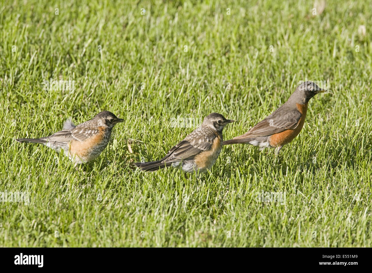 American Robin (Turdus migratorius) adult female with two young ...