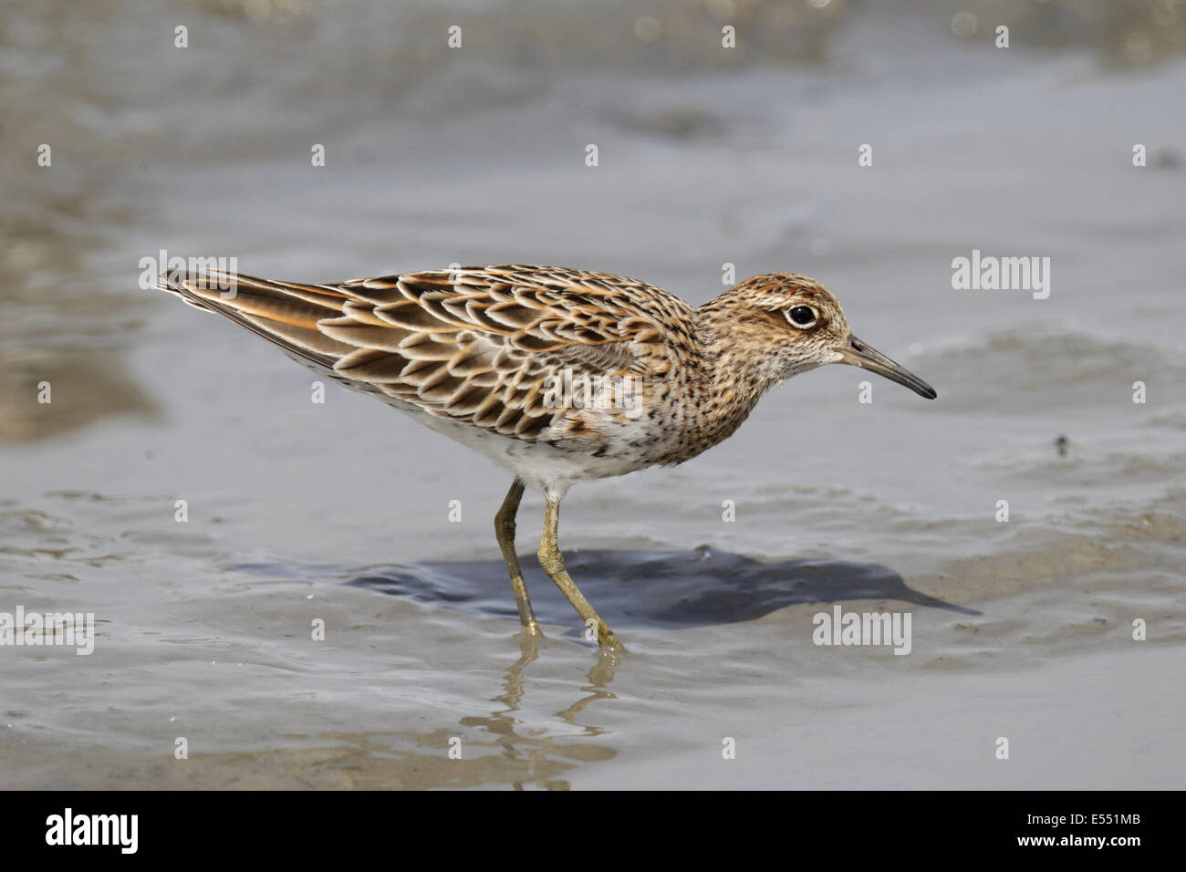Sharp-tailed Sandpiper (Calidris acuminata) adult, breeding plumage ...