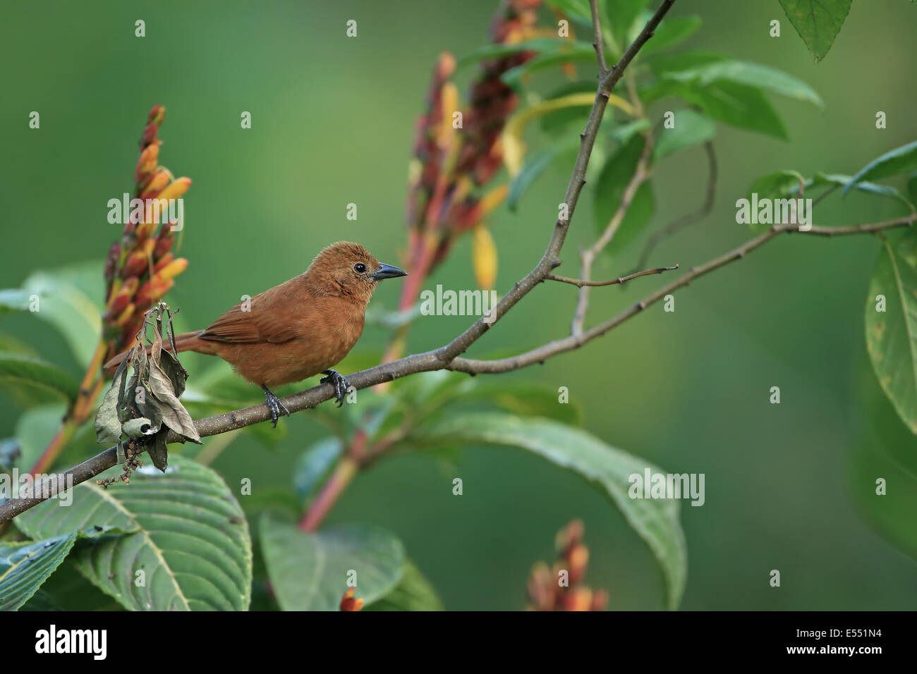 White-lined Tanager (Tachyphonus rufus) adult female, perched on twig ...