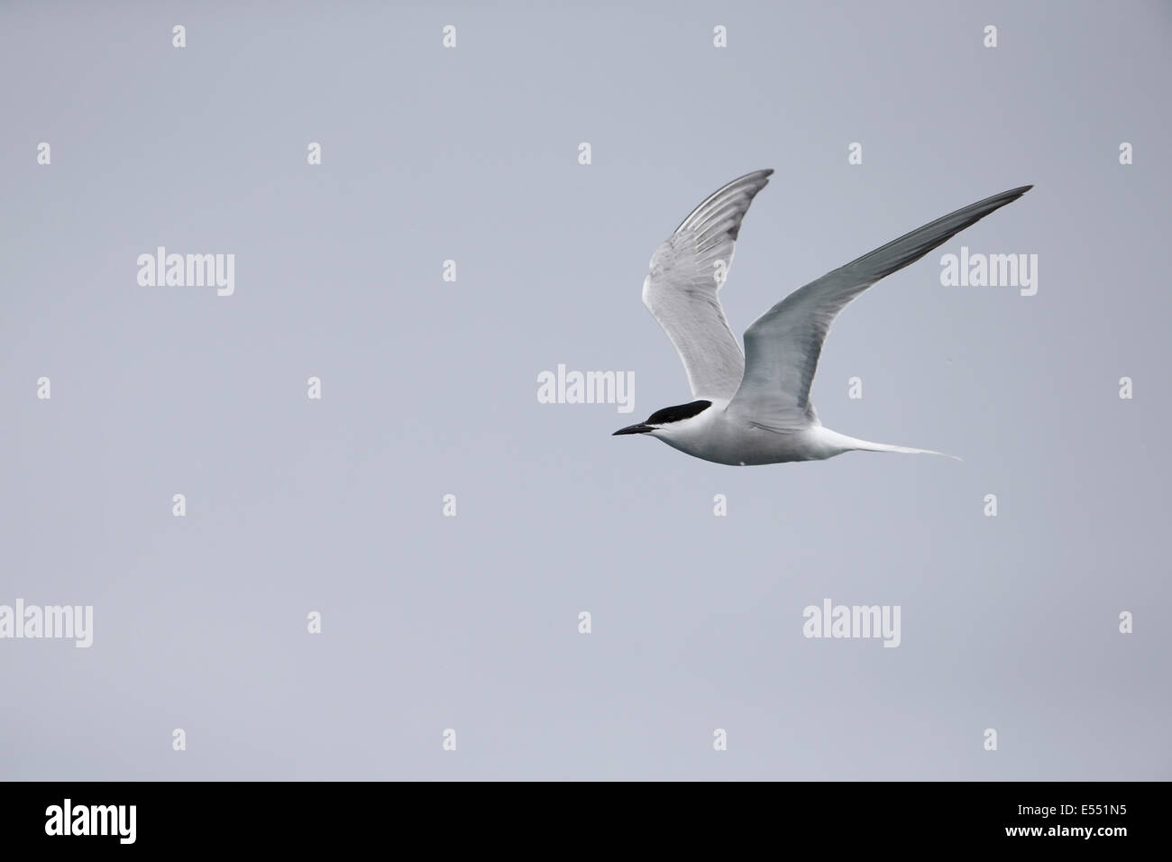 Common Tern (Sterna hirundo longipennis) adult, breeding plumage, in ...