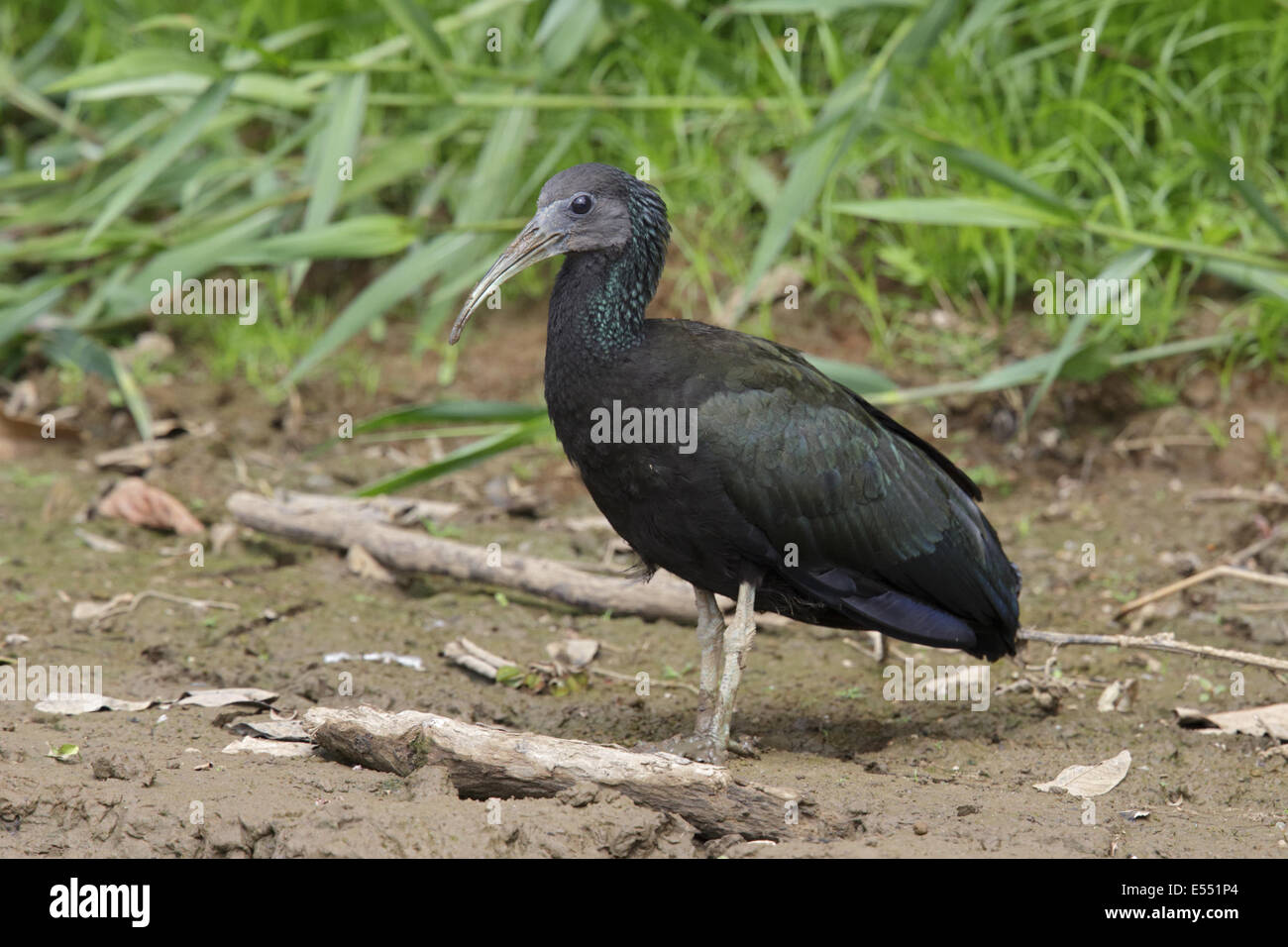 Green Ibis (Mesembrinibis cayennensis) adult, standing on mud, Cano ...