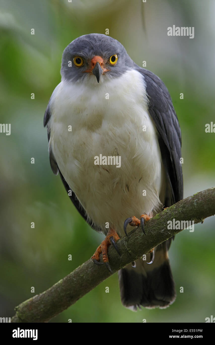 Leucopternis semiplumbeus hi-res stock photography and images - Alamy