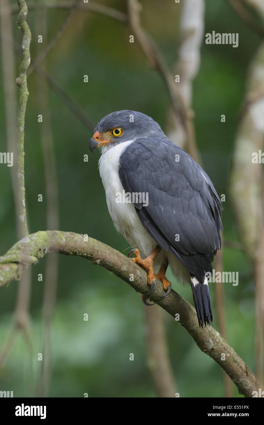 Leucopternis semiplumbeus hi-res stock photography and images - Alamy