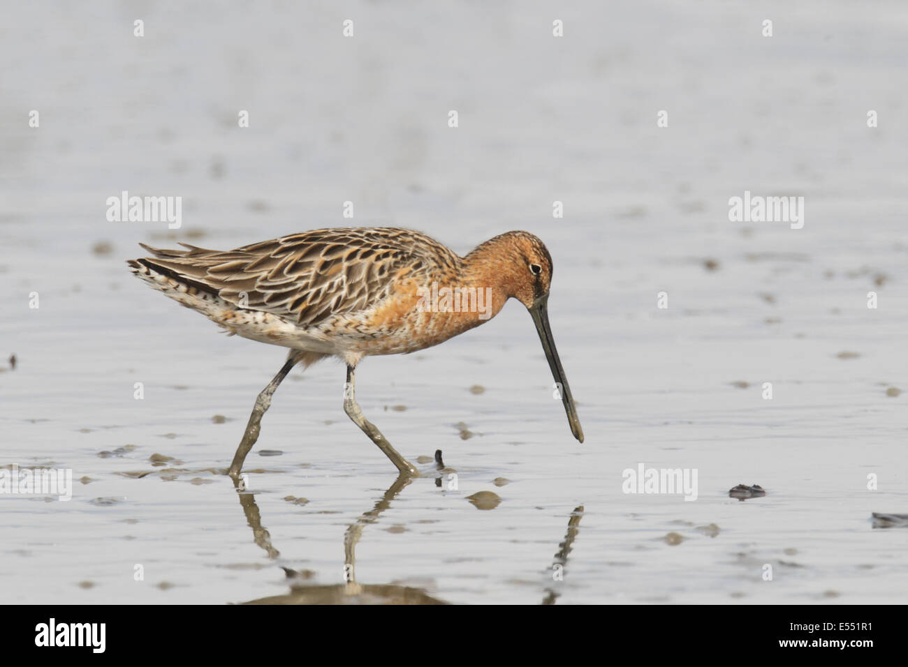 Asian Dowitcher (Limnodromus semipalmatus) adult, partial breeding ...