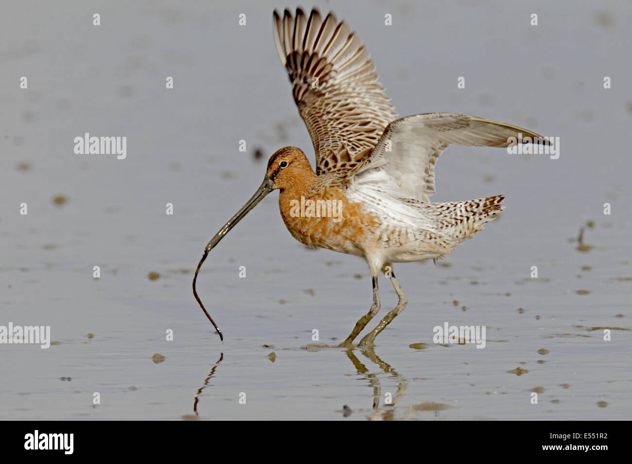 Asian Dowitcher (Limnodromus semipalmatus) adult, partial breeding ...
