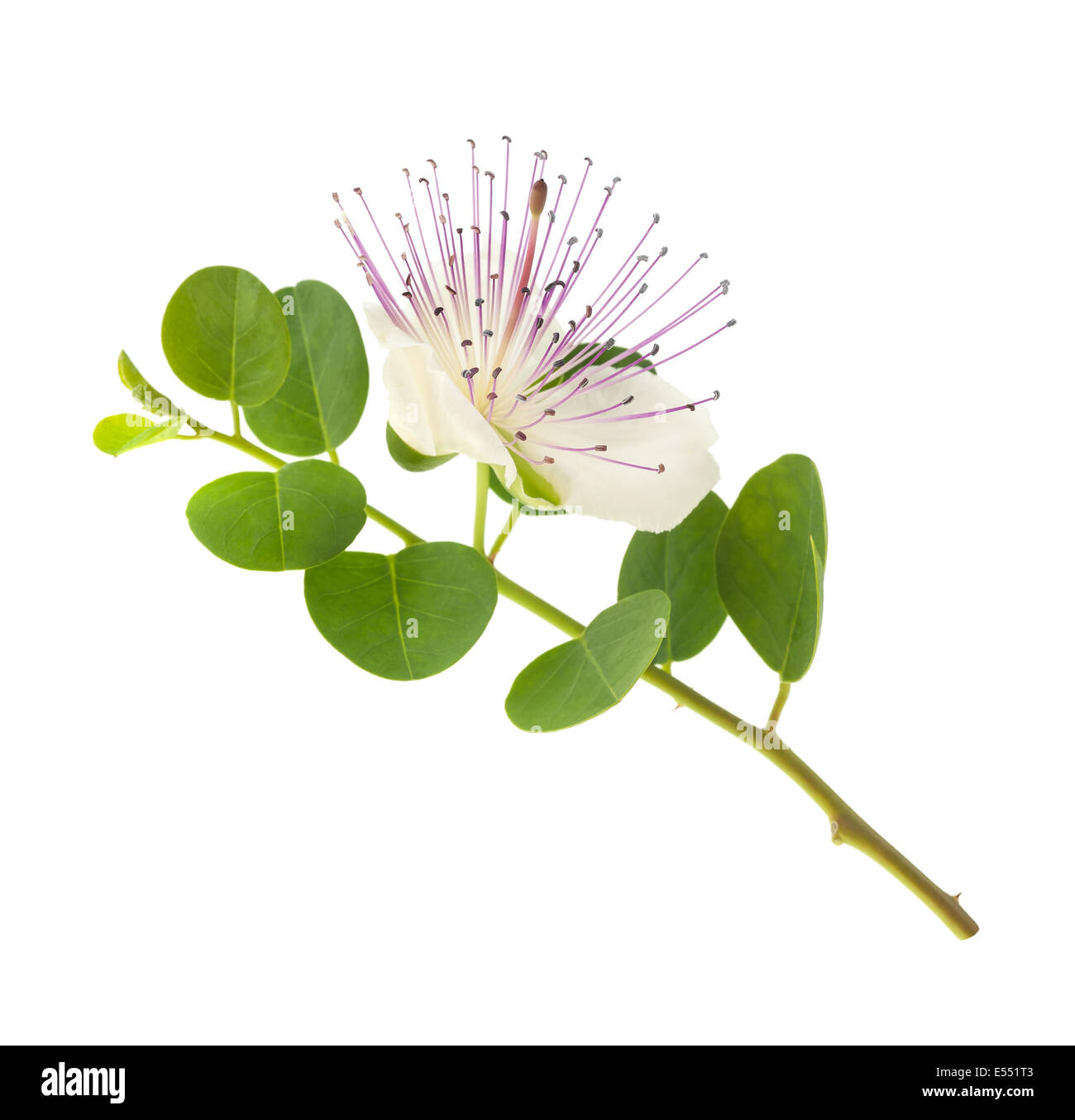 Caper flower Cut Out Stock Images & Pictures - Alamy