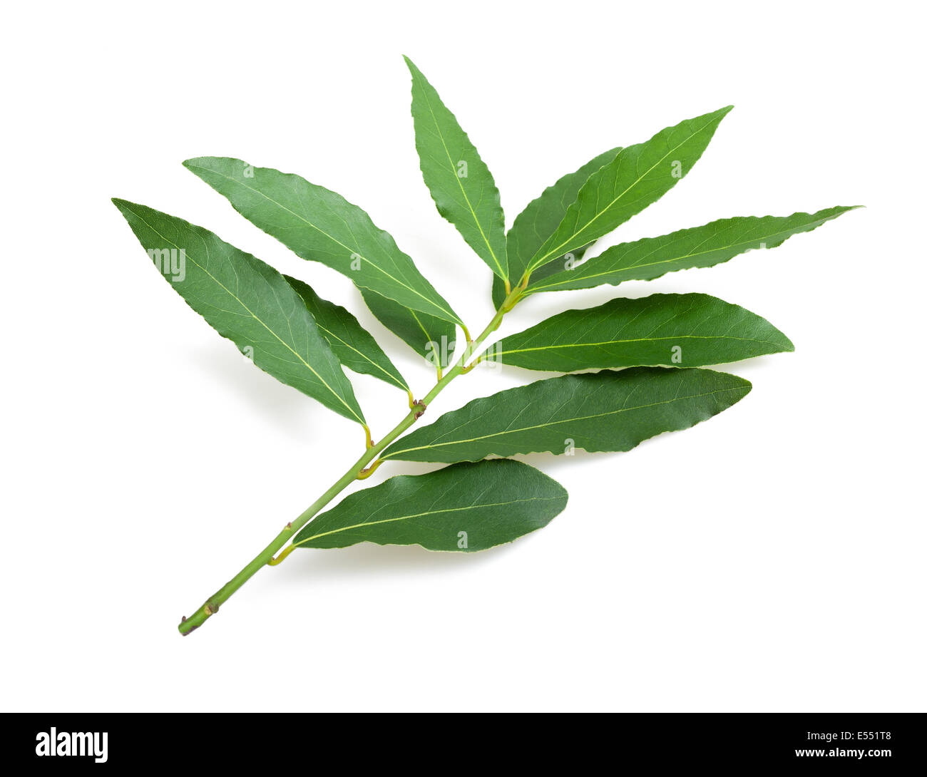Laurel branch isolated on white background Stock Photo - Alamy