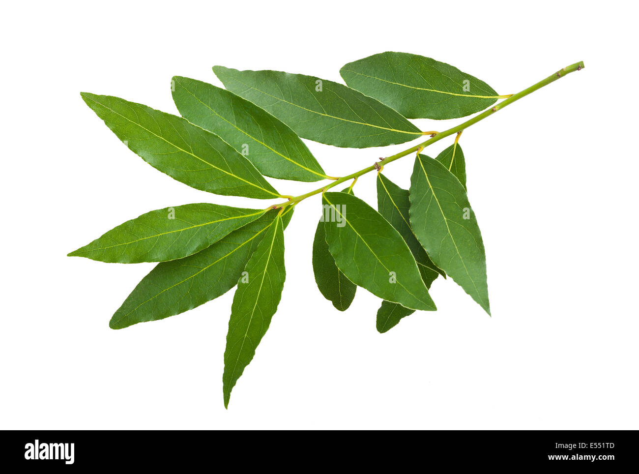Laurel branch isolated on white background Stock Photo - Alamy