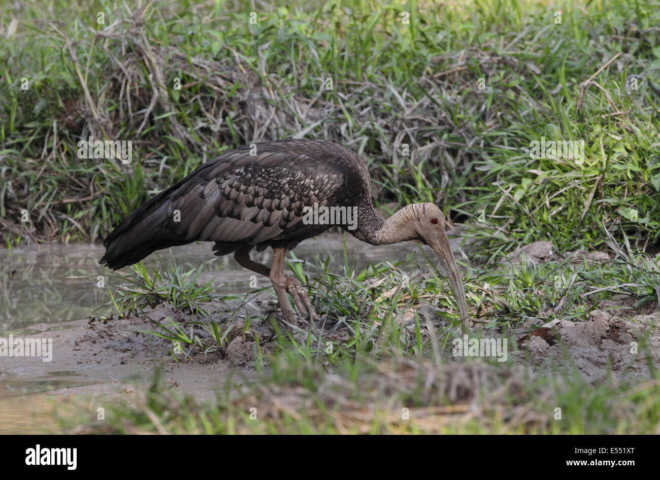 Giant ibis (thaumatibis gigantea) hi-res stock photography and images ...