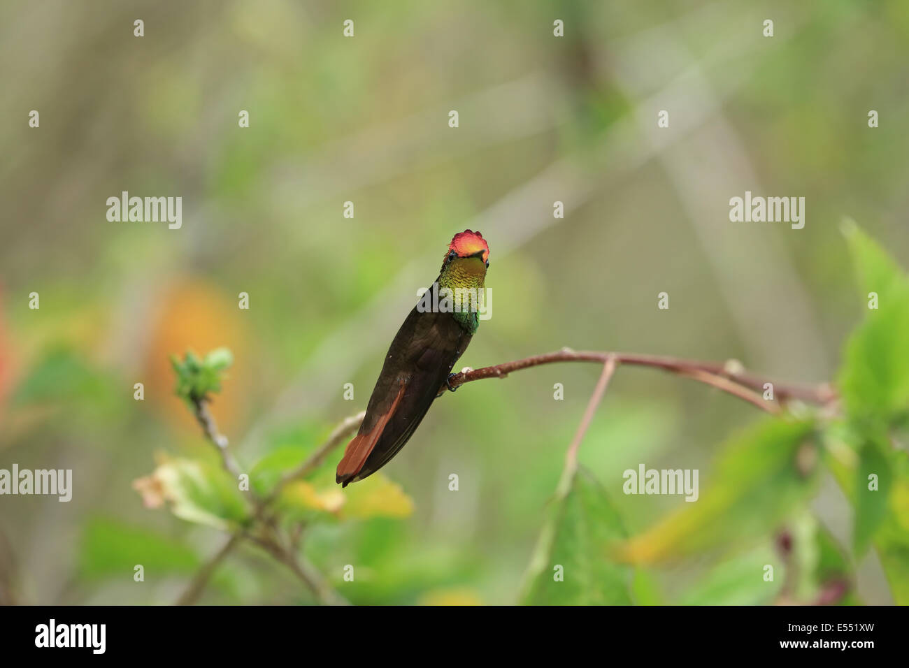 Ruby-topaz Hummingbird (Chrysolampis mosquitus) adult male, perched on ...