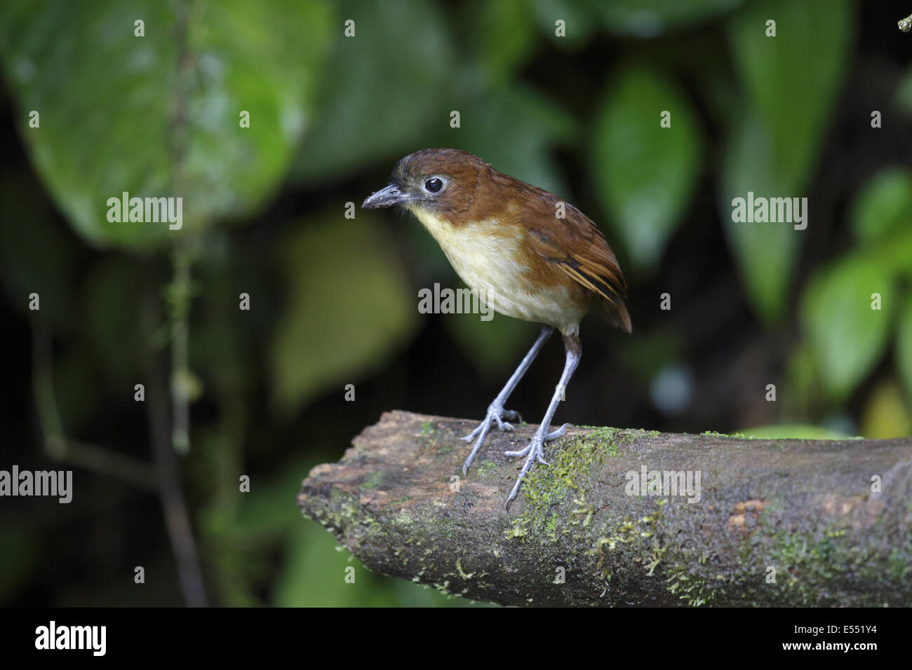 Yellow-breasted Antpitta (Grallaria flavotincta) adult standing on ...
