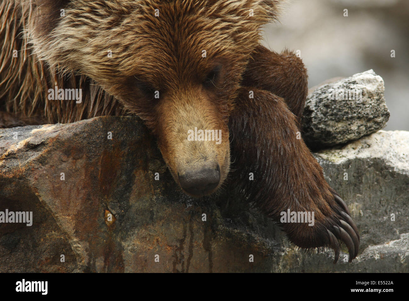 Grizzly Bear (Ursus arctos horribilis) adult, close-up of head and front paw, sleeping on rock ...