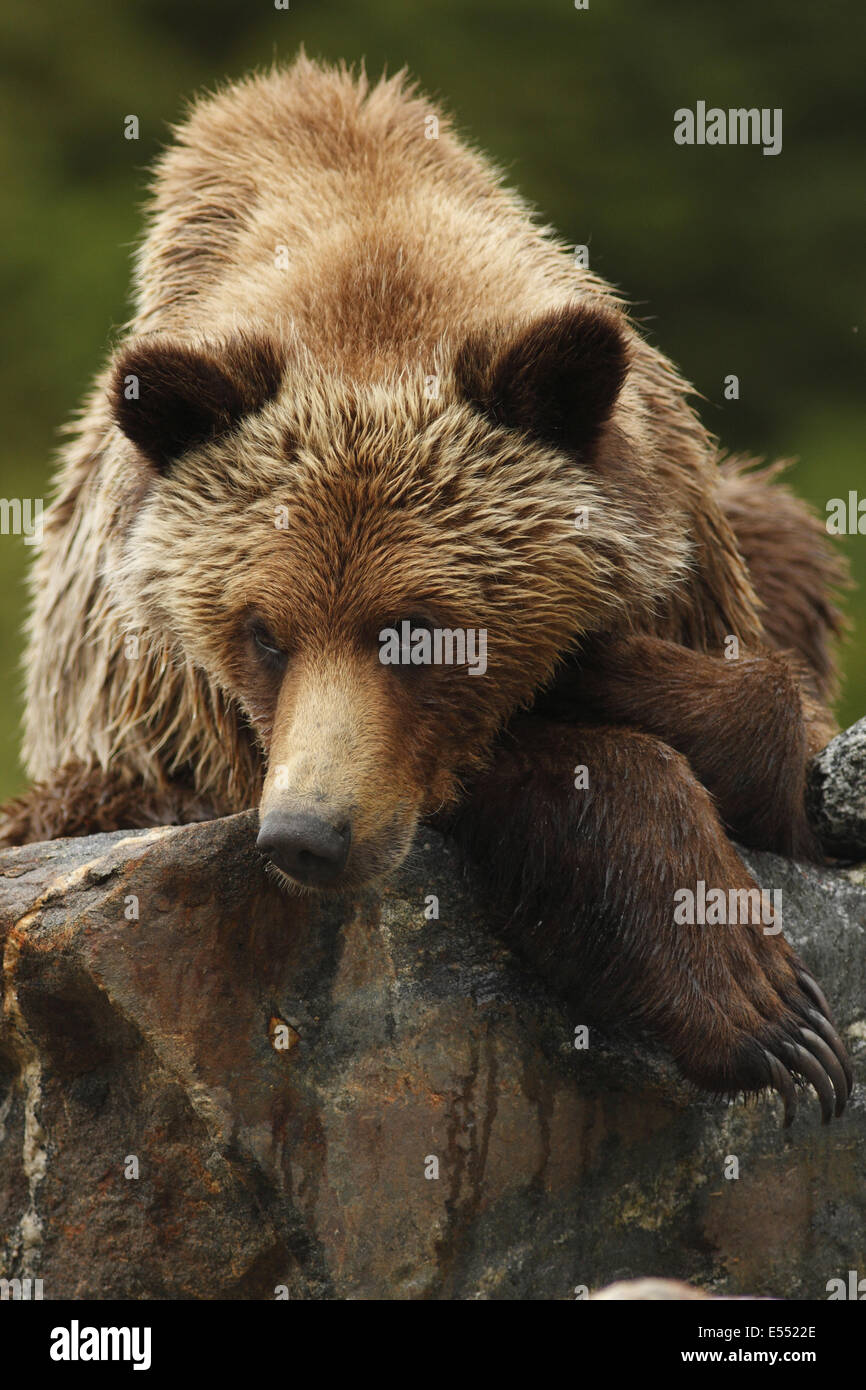 Grizzly Bear (Ursus arctos horribilis) adult, resting on rock in temperate coastal rainforest ...