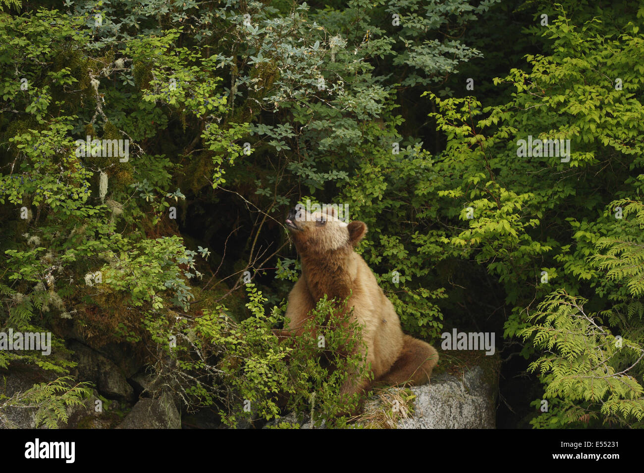 Brown bear eating berries hi-res stock photography and images - Alamy