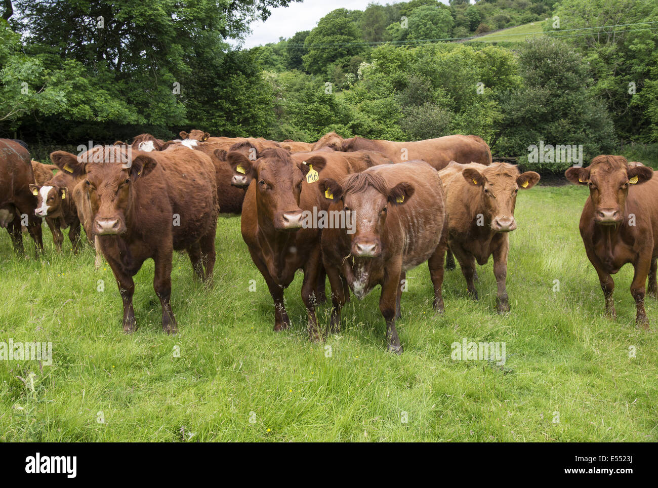 Luing breed hi-res stock photography and images - Alamy