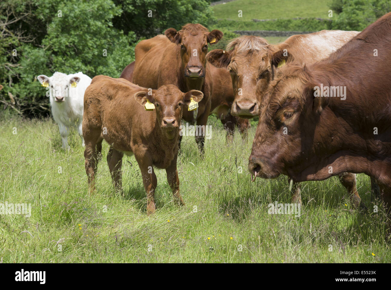 Bull cows hi-res stock photography and images - Alamy
