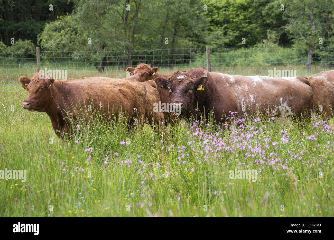 Domestic Cattle, Luing bull and cows, standing in pasture, Windermere ...