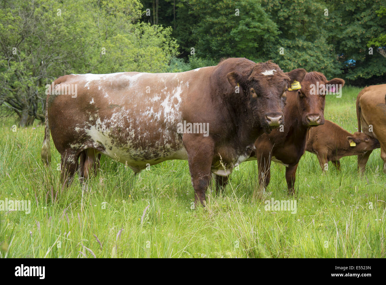Domestic Cattle, Luing bull, cows and calf, standing in pasture ...