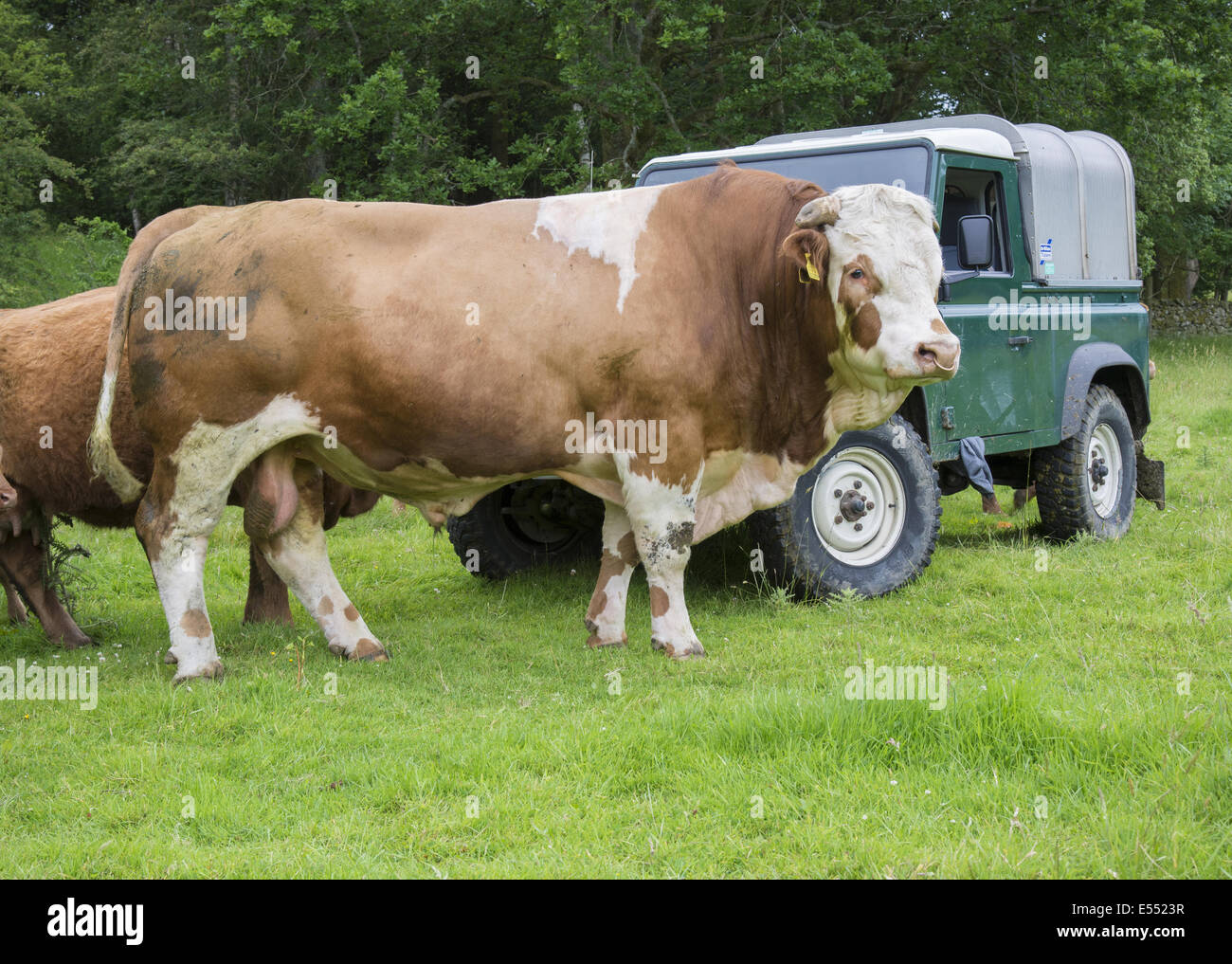 Domestic Cattle, Simmental stock bull, standing beside Land Rover in ...
