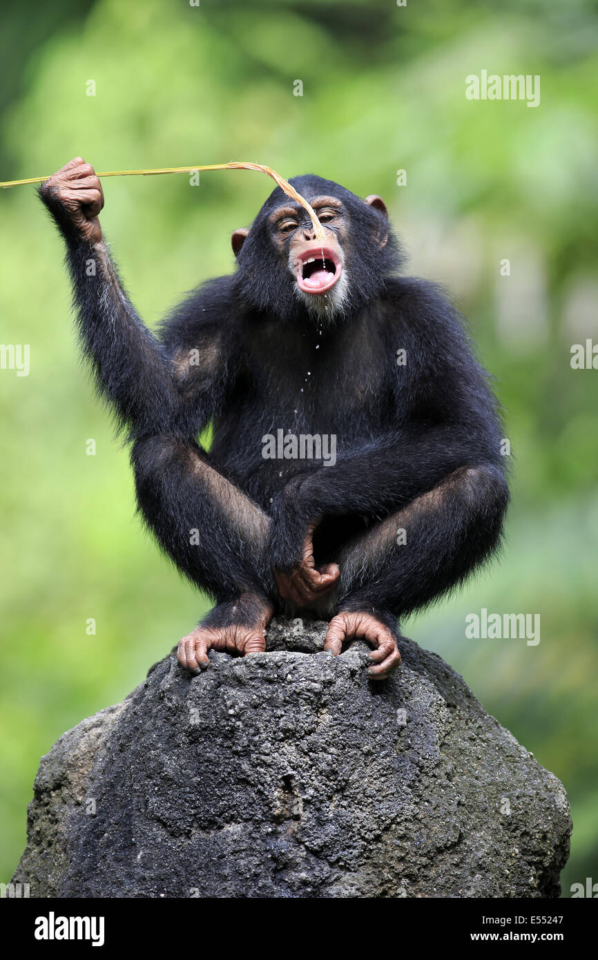 Animals Using Tools Stock Photos & Animals Using Tools Stock Images - Alamy