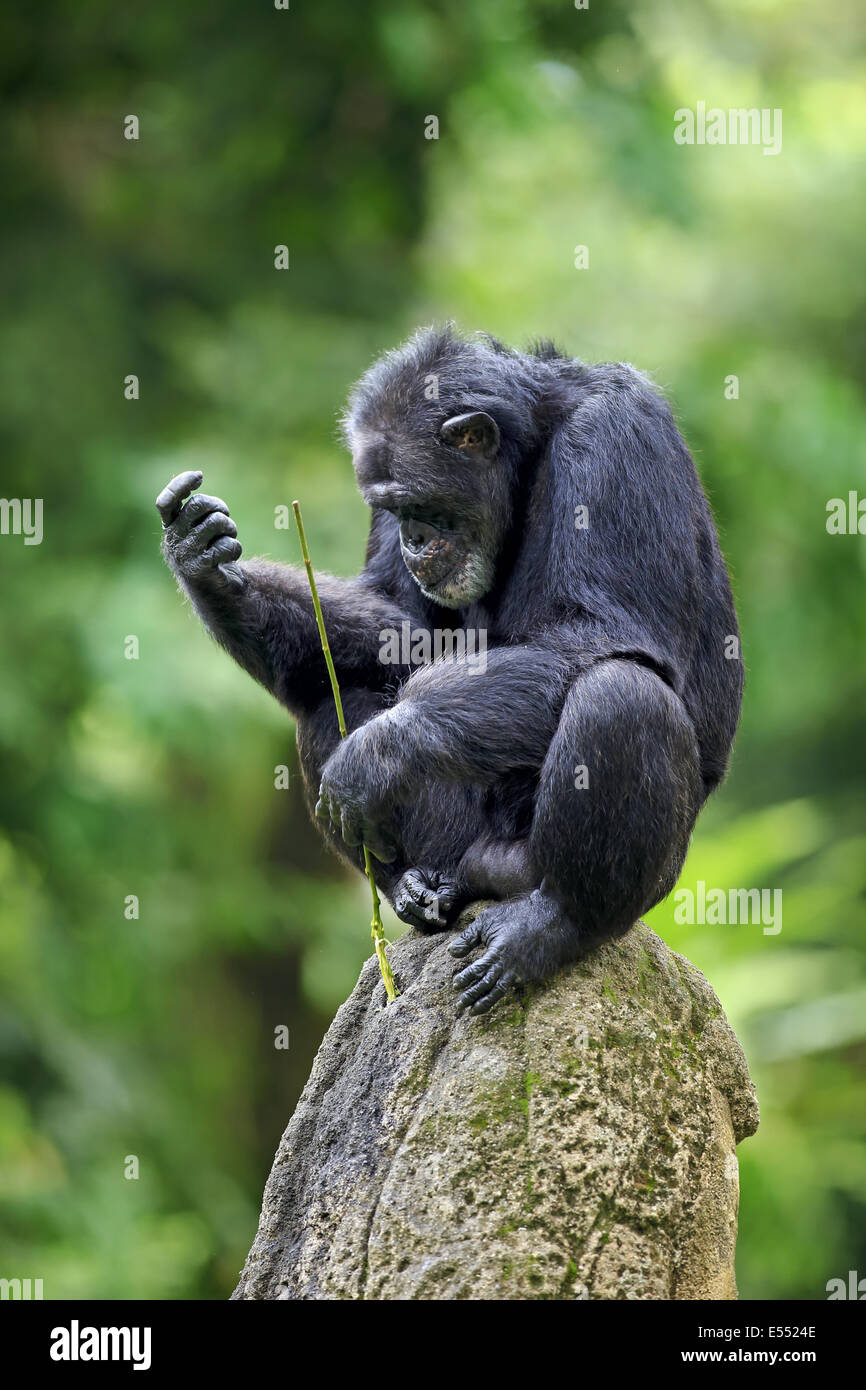 Chimpanzee using stick hi-res stock photography and images - Alamy