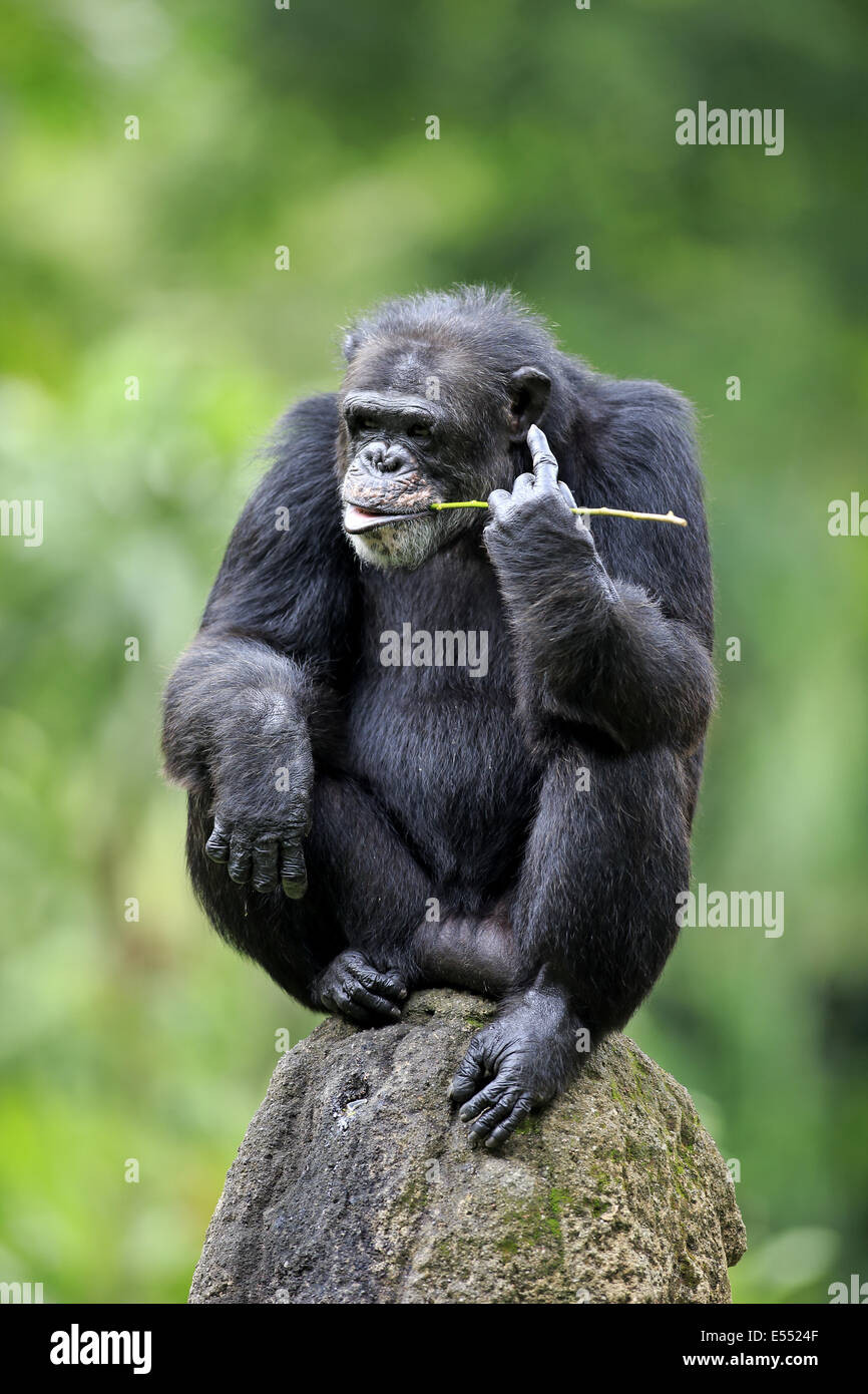 Chimp drinking water hi-res stock photography and images - Alamy