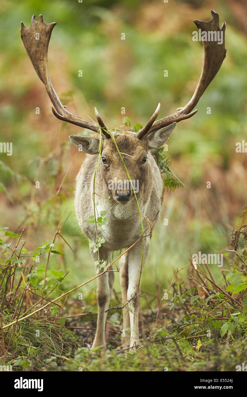 Fallow Deer (Dama dama) mature buck, with antlers covered in bracken ...