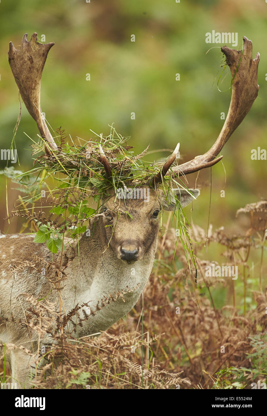 Buck heads hi-res stock photography and images - Alamy