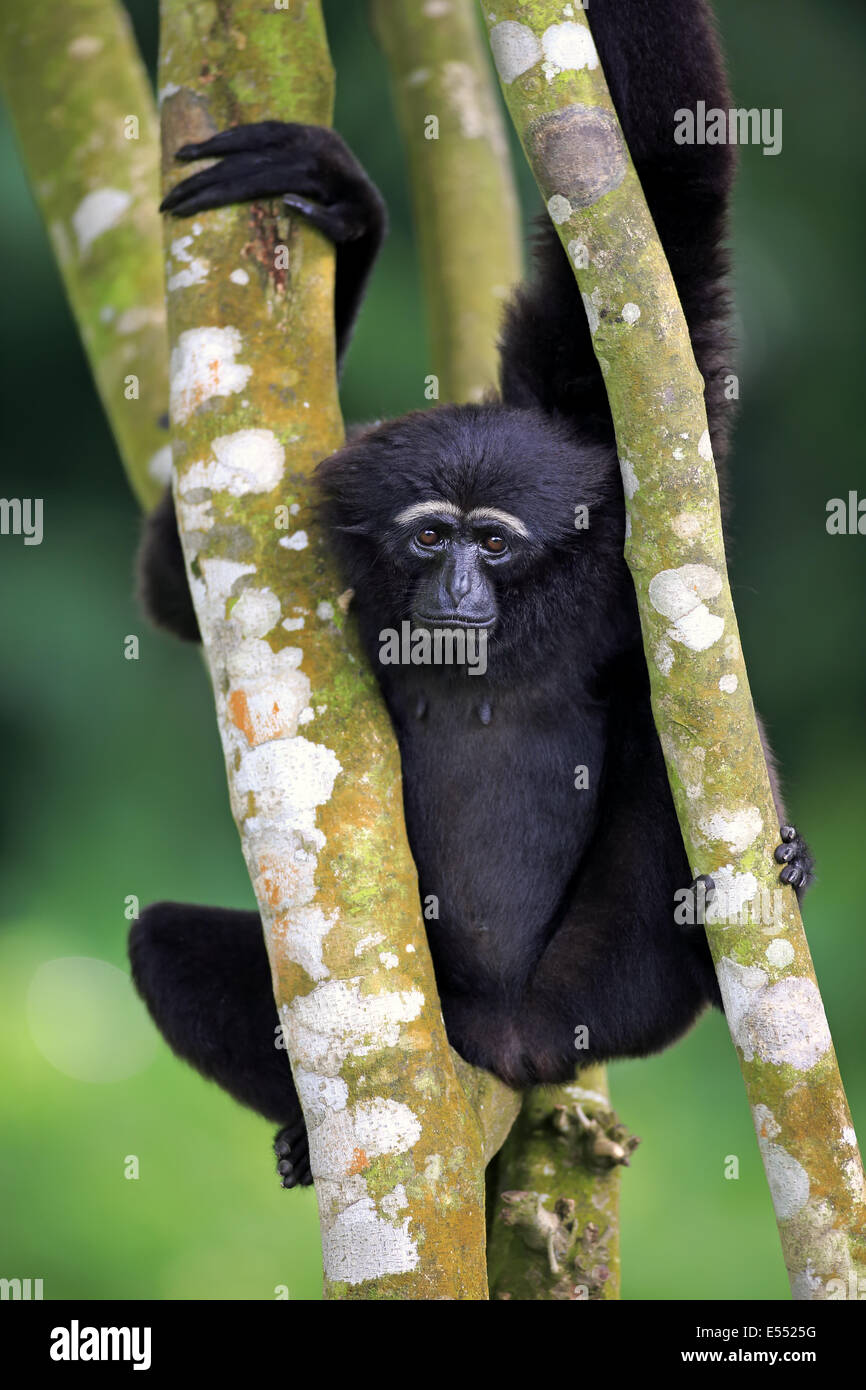 Black handed gibbon agile gibbon hylobates hi-res stock photography and ...