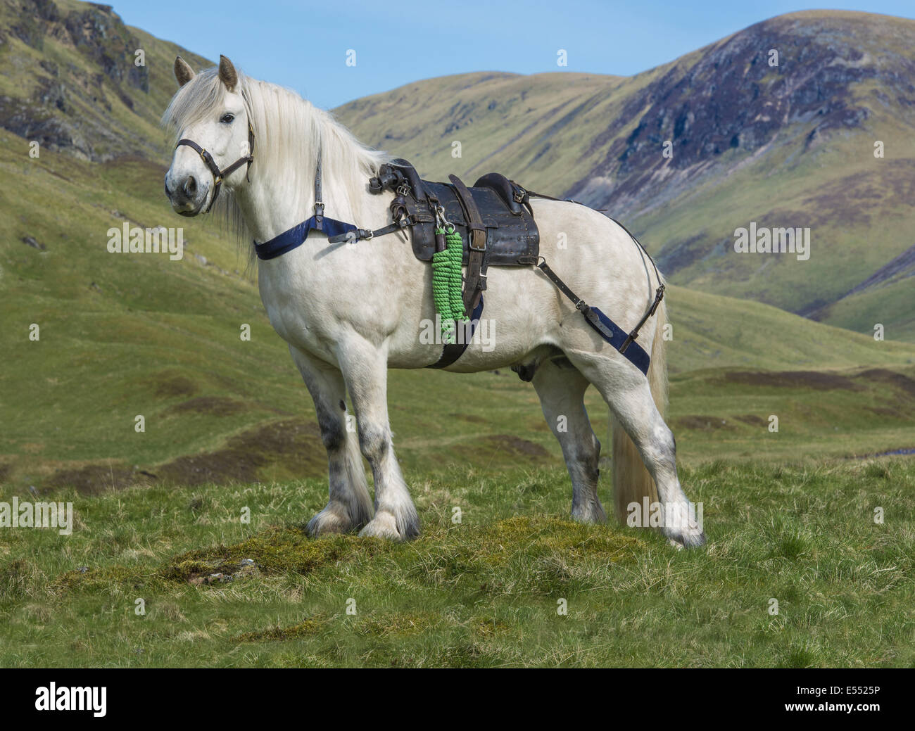 Horse, Highland Pony, adult, with Glenstrathfarrar deer stalking saddle ...