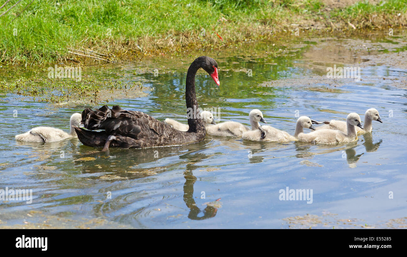 The Black Swan (Cygnus atratus), seen here with its cygnets, is one of ...