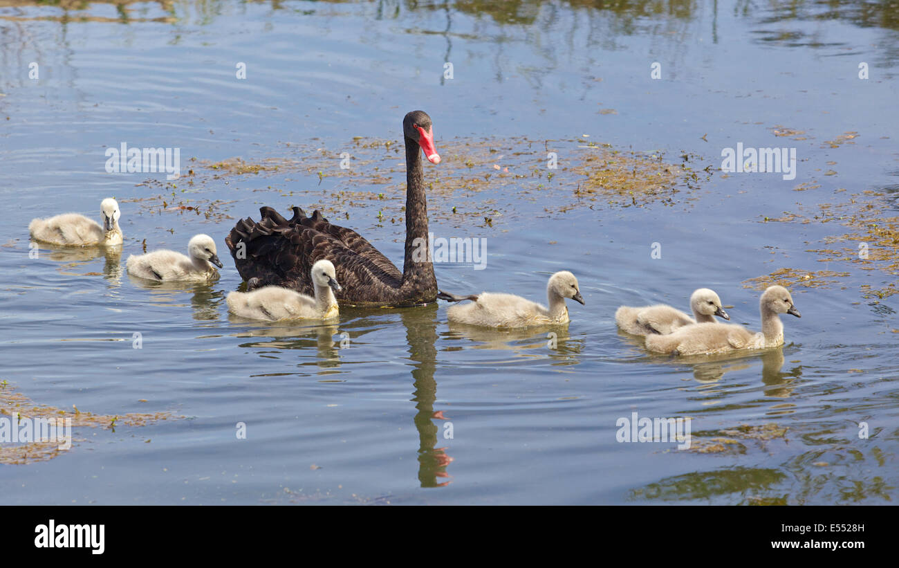 The Black Swan (Cygnus atratus), seen here with its cygnets, is one of ...