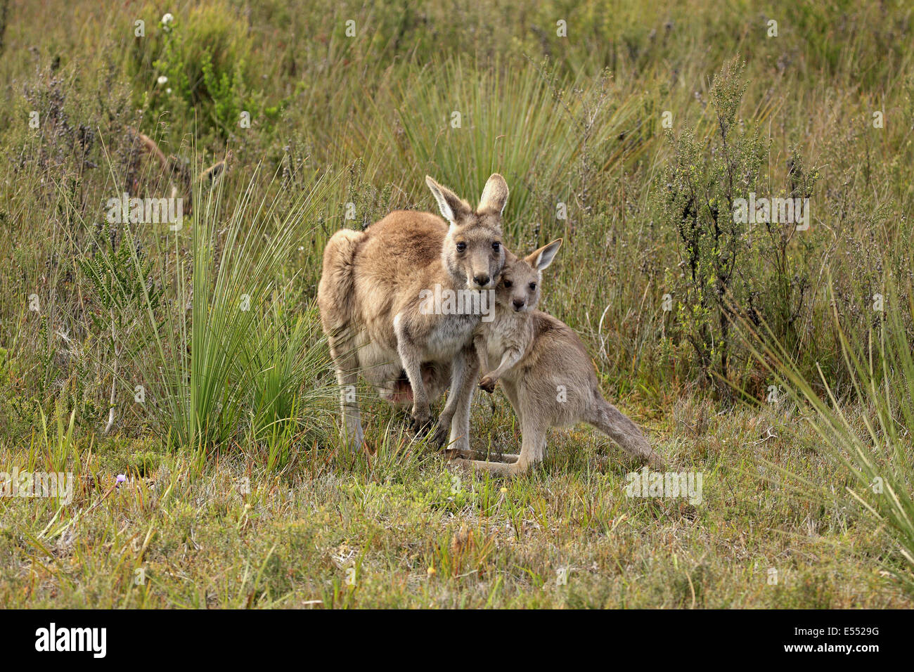 Eastern Grey Kangaroo (Macropus giganteus) adult female with young ...