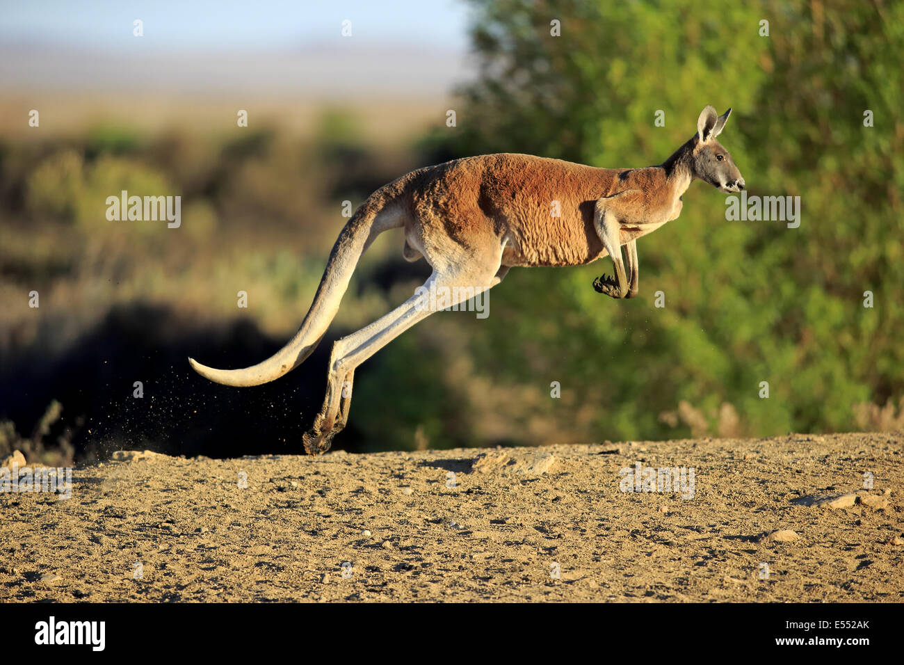 Red Kangaroo Jumping Kangaroo (Macropus Giganteus) Jumping In The