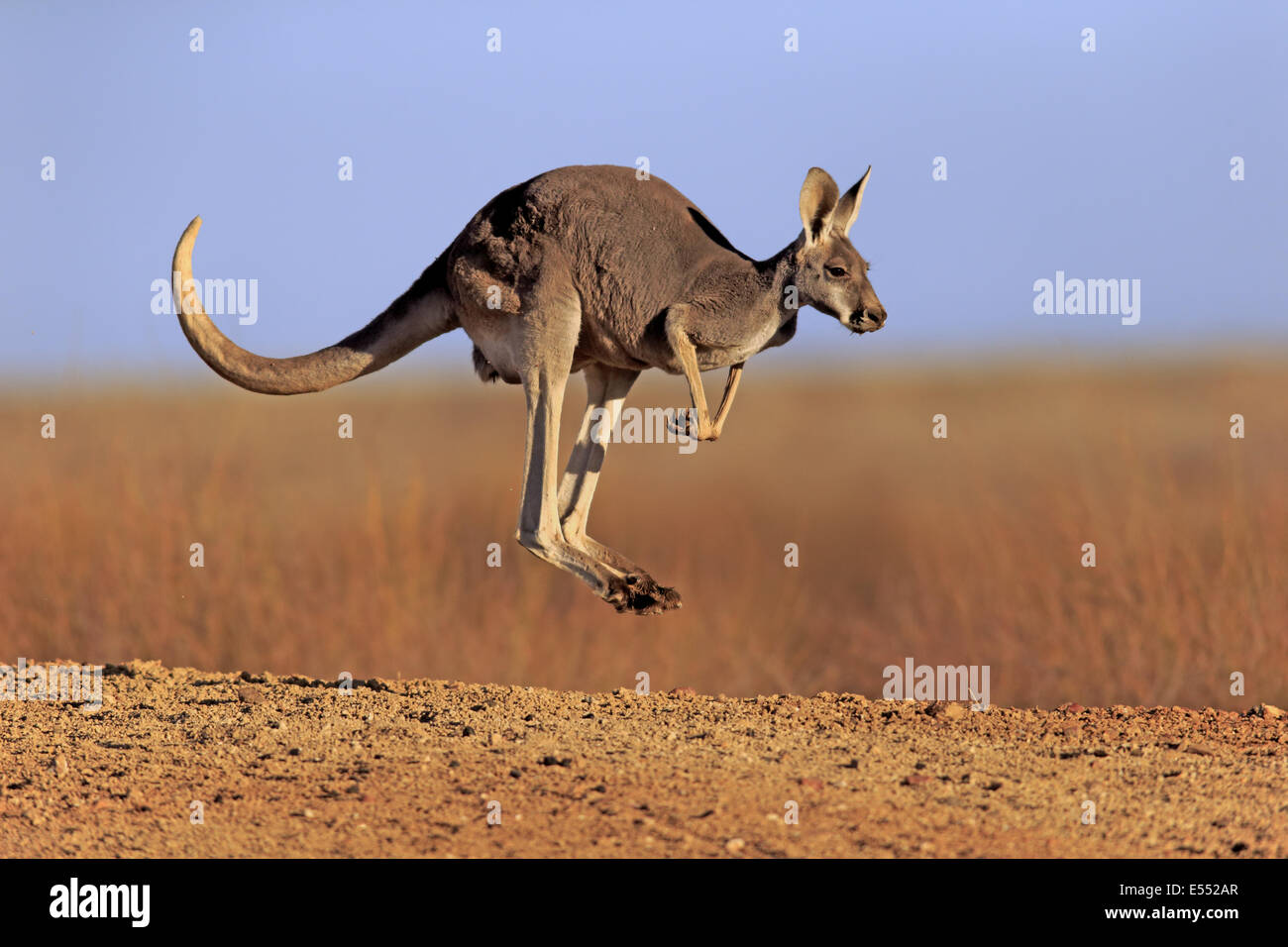 Red Kangaroo (Macropus rufus) adult female, jumping in dry outback ...