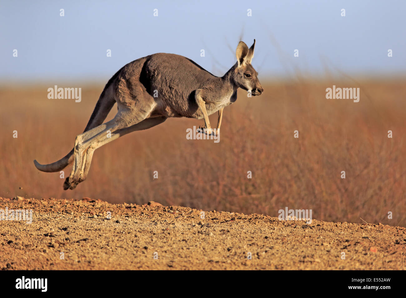 Red Kangaroo (Macropus rufus) adult female, jumping in dry outback ...