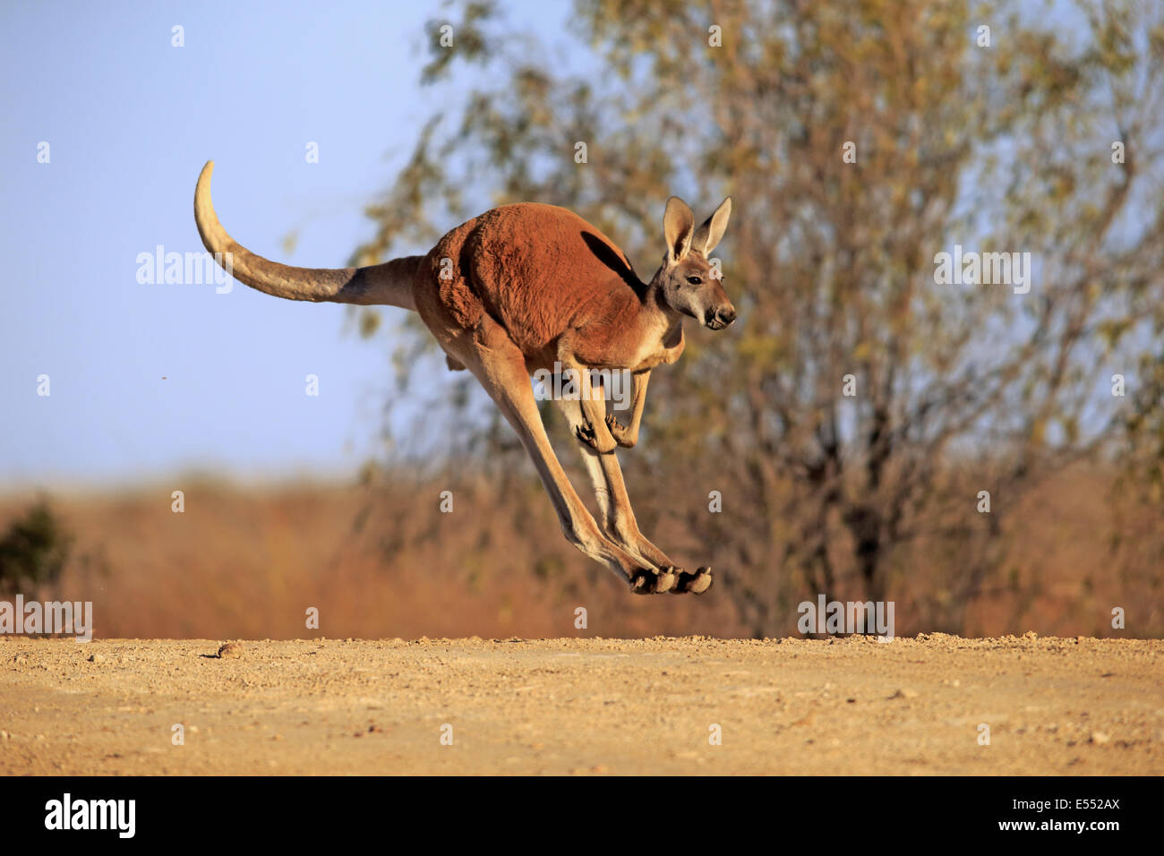 Male red kangaroo jumping hi-res stock photography and images - Alamy