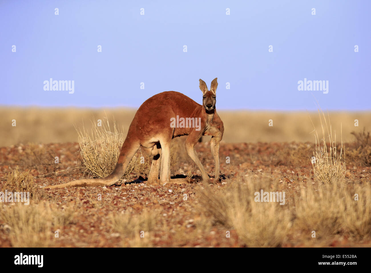 Red Kangaroo (Macropus rufus) adult male, standing in dry outback ...