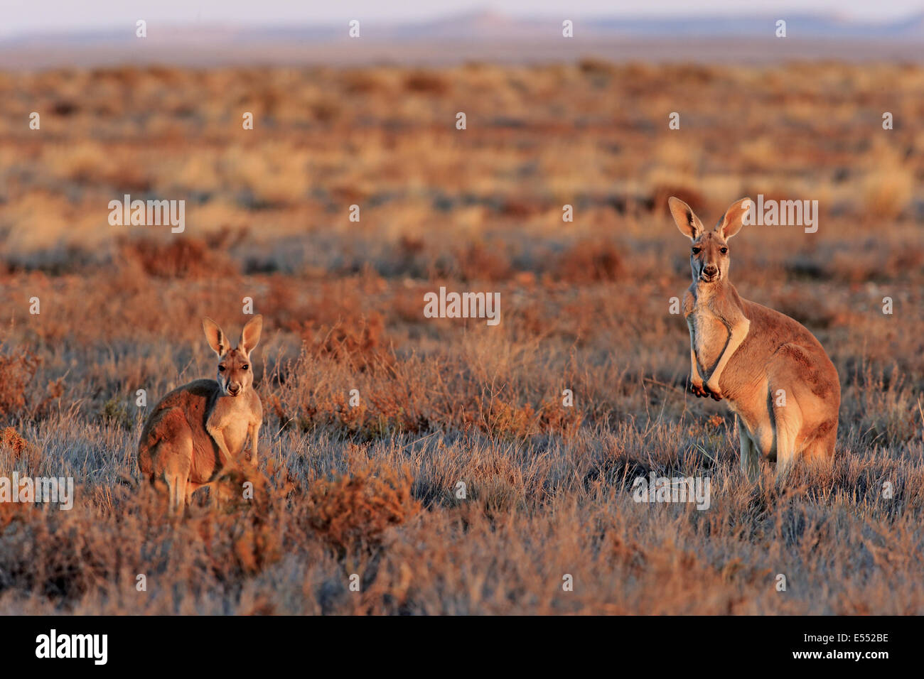 Red Kangaroo (Macropus rufus) adult female with young, standing in dry ...