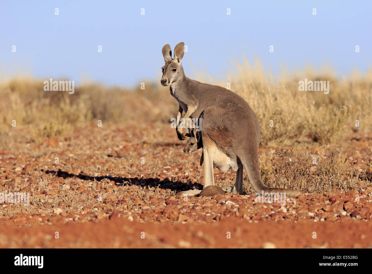 Red Kangaroo (Macropus rufus) adult female with young, looking out from ...