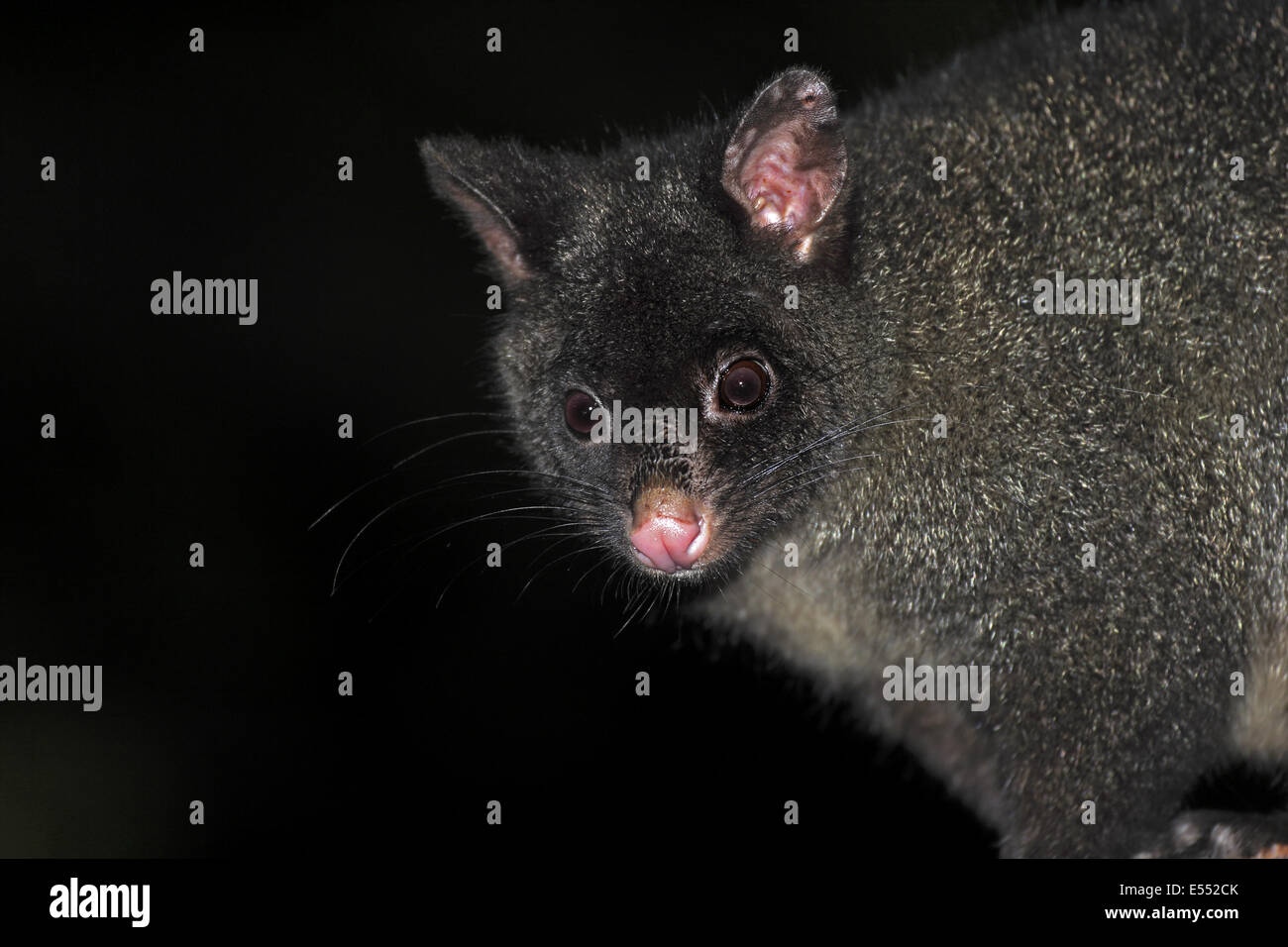 Possum Face High Resolution Stock Photography and Images - Alamy